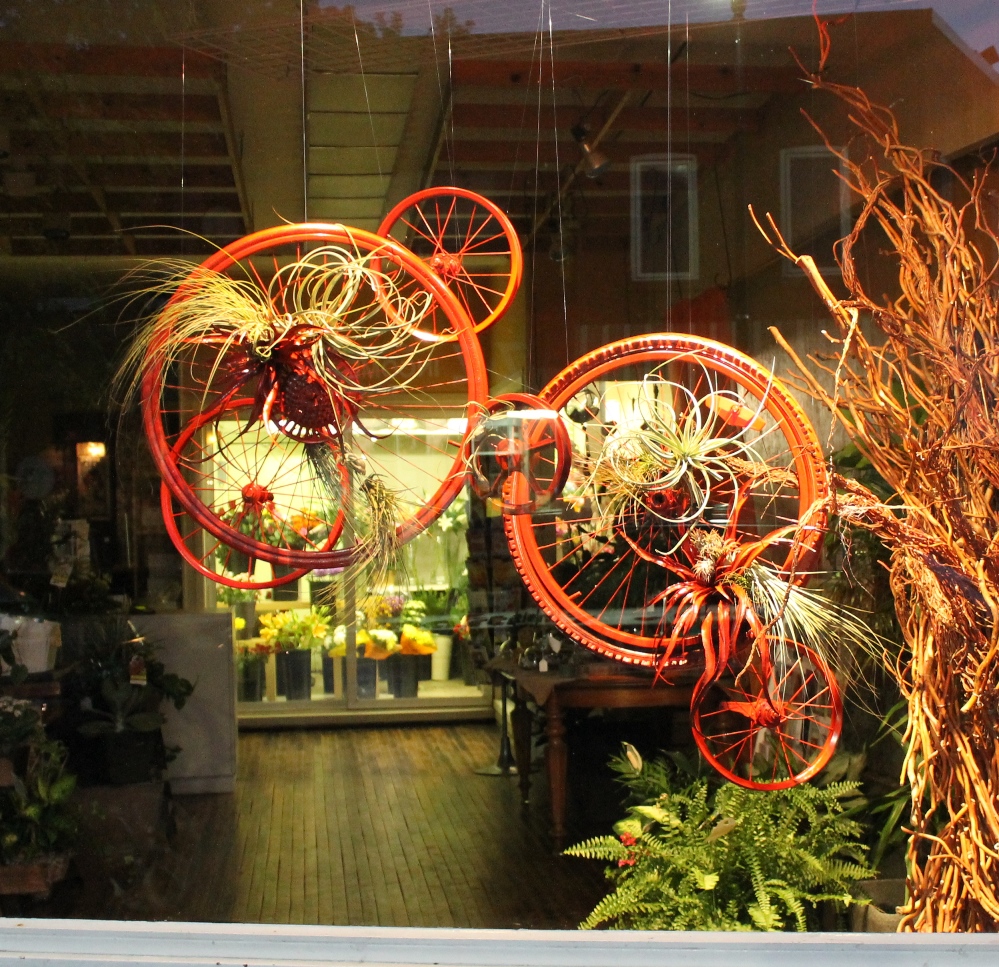 Air Plants on Wheels Window Display