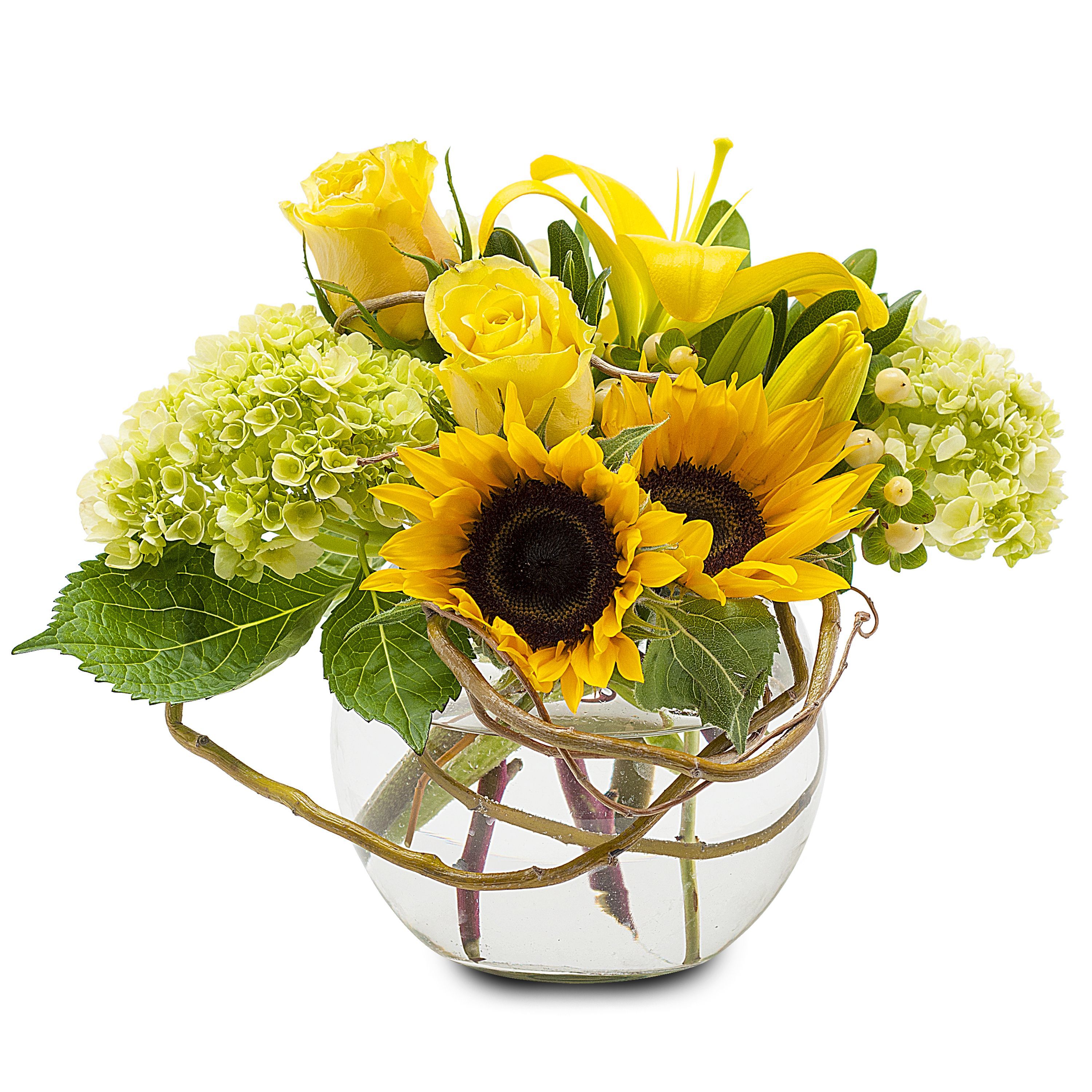 Rays of Sunshine :: Martin's Flowers