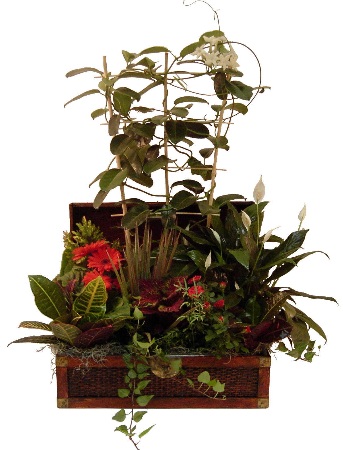 Treasure Chest Planter :: Martin's Flowers